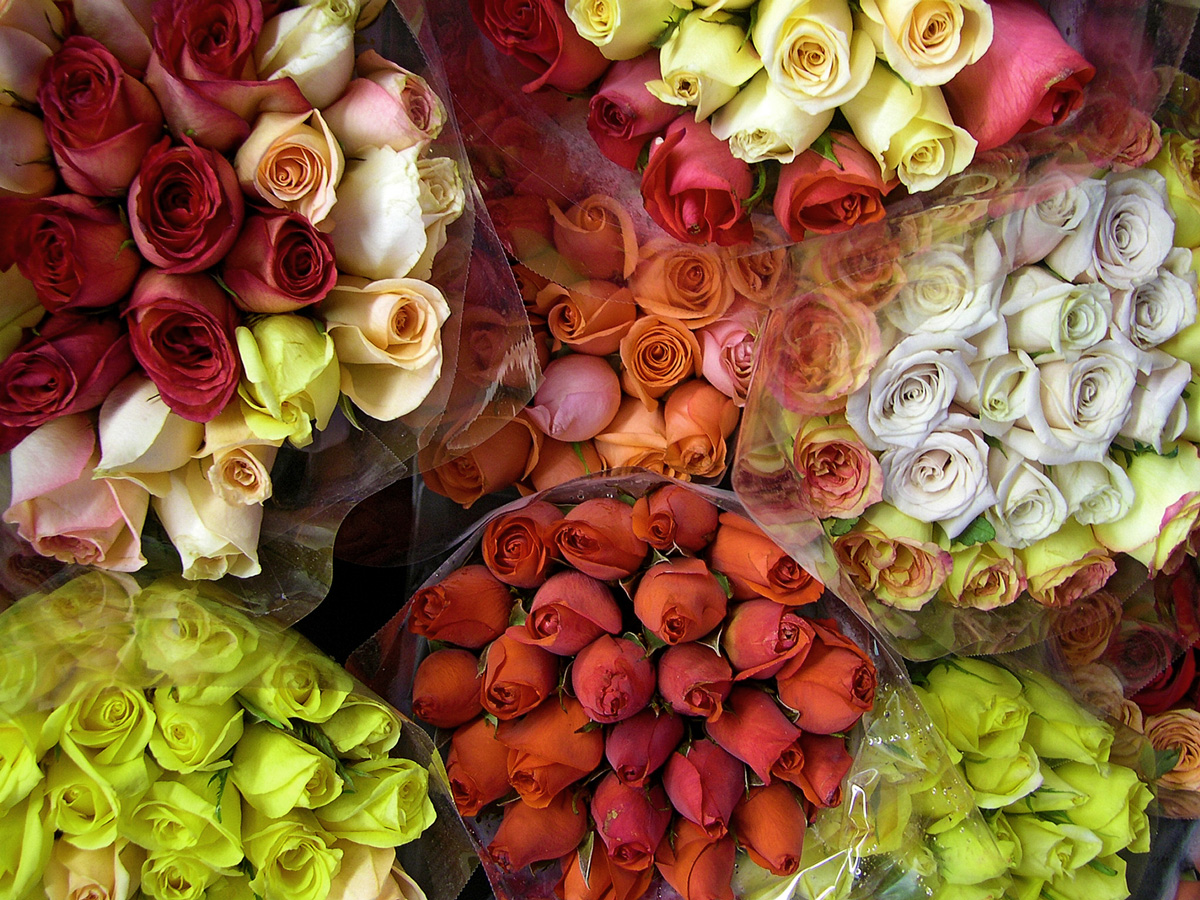 5 Rose Backgrounds to Celebrate Every Day – Olivia Software Demo Design